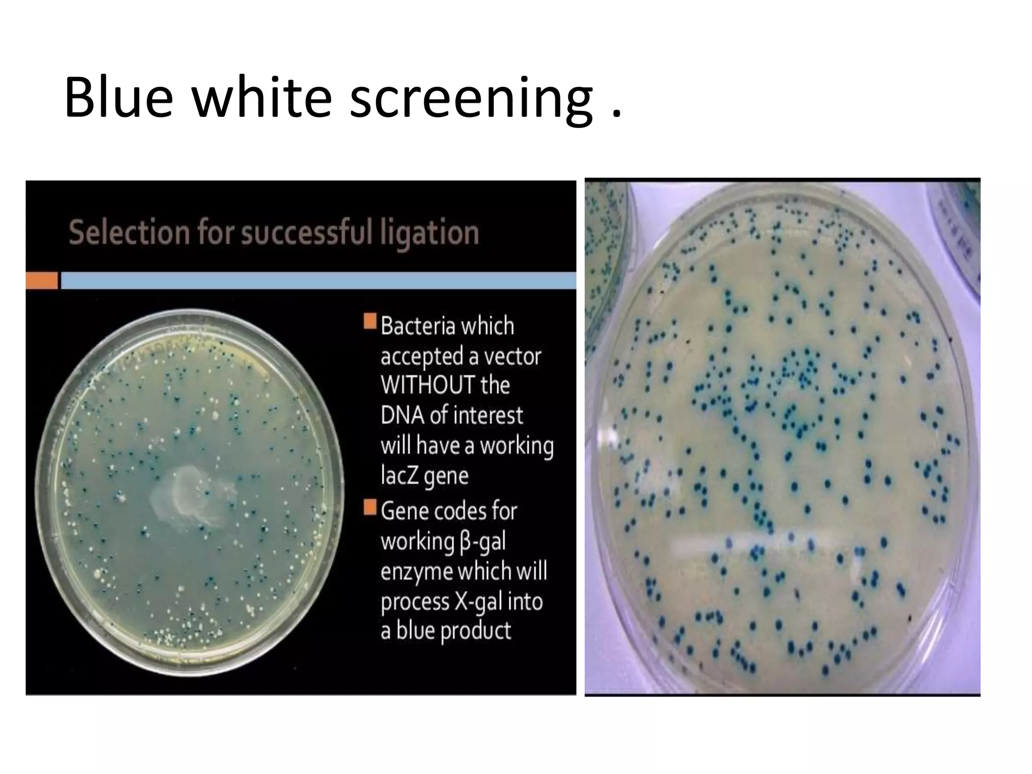 Reporter gene and gene fusions T.Y.Bsc