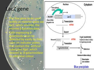 Reporter gene and gene fusions T.Y.Bsc