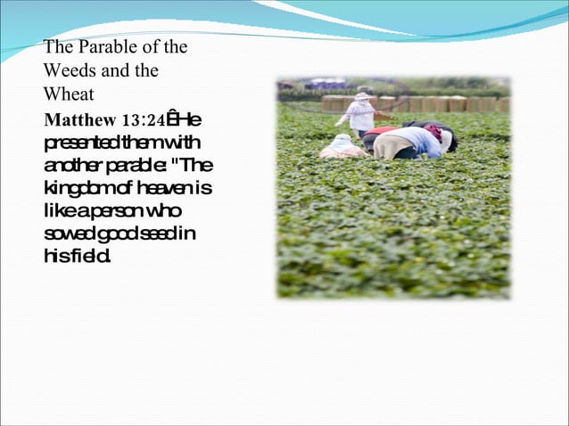 Representation The Parable Of The Weeds And The Wheat | PPT ...
