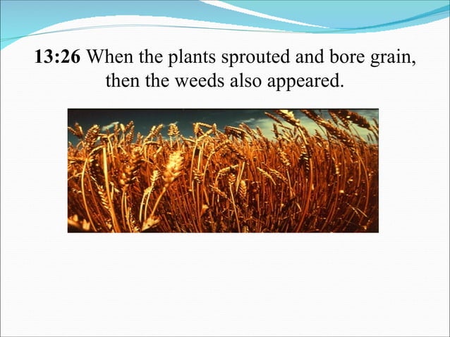 Representation The Parable Of The Weeds And The Wheat | PPT ...