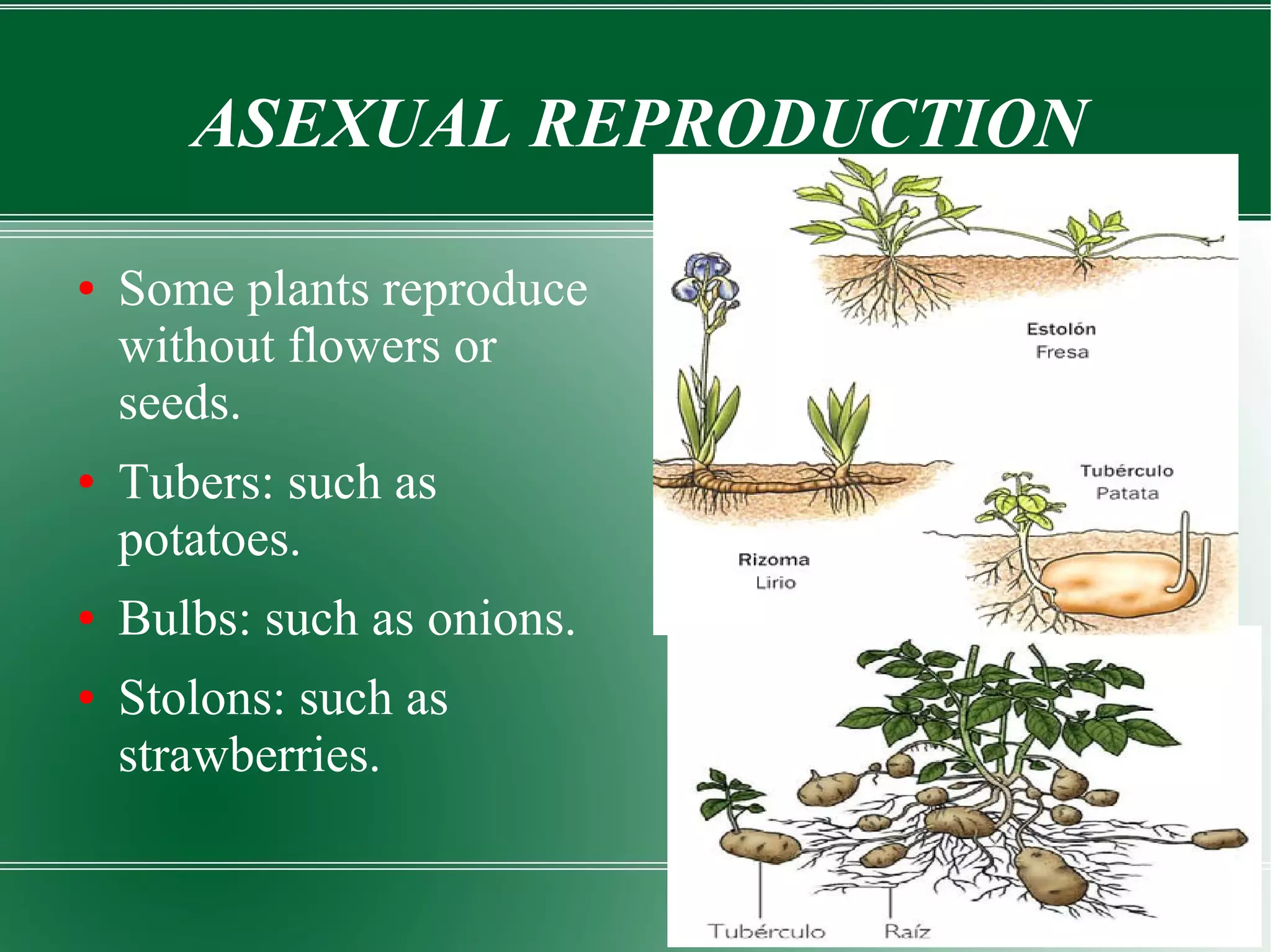 Plant reproduction | ODP
