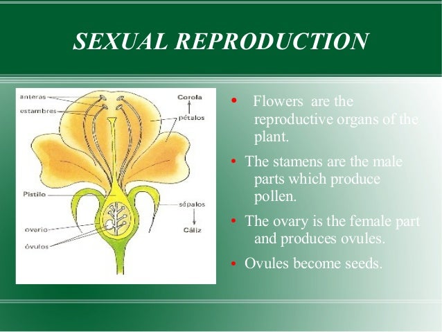 What Are The Reproductive Organs Of Seed Plants