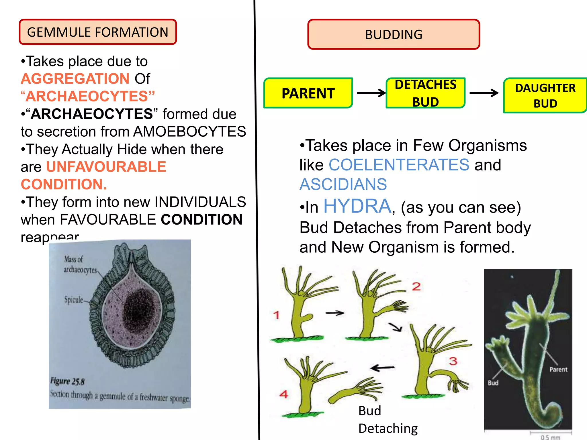 Human Reproduction | PPTX
