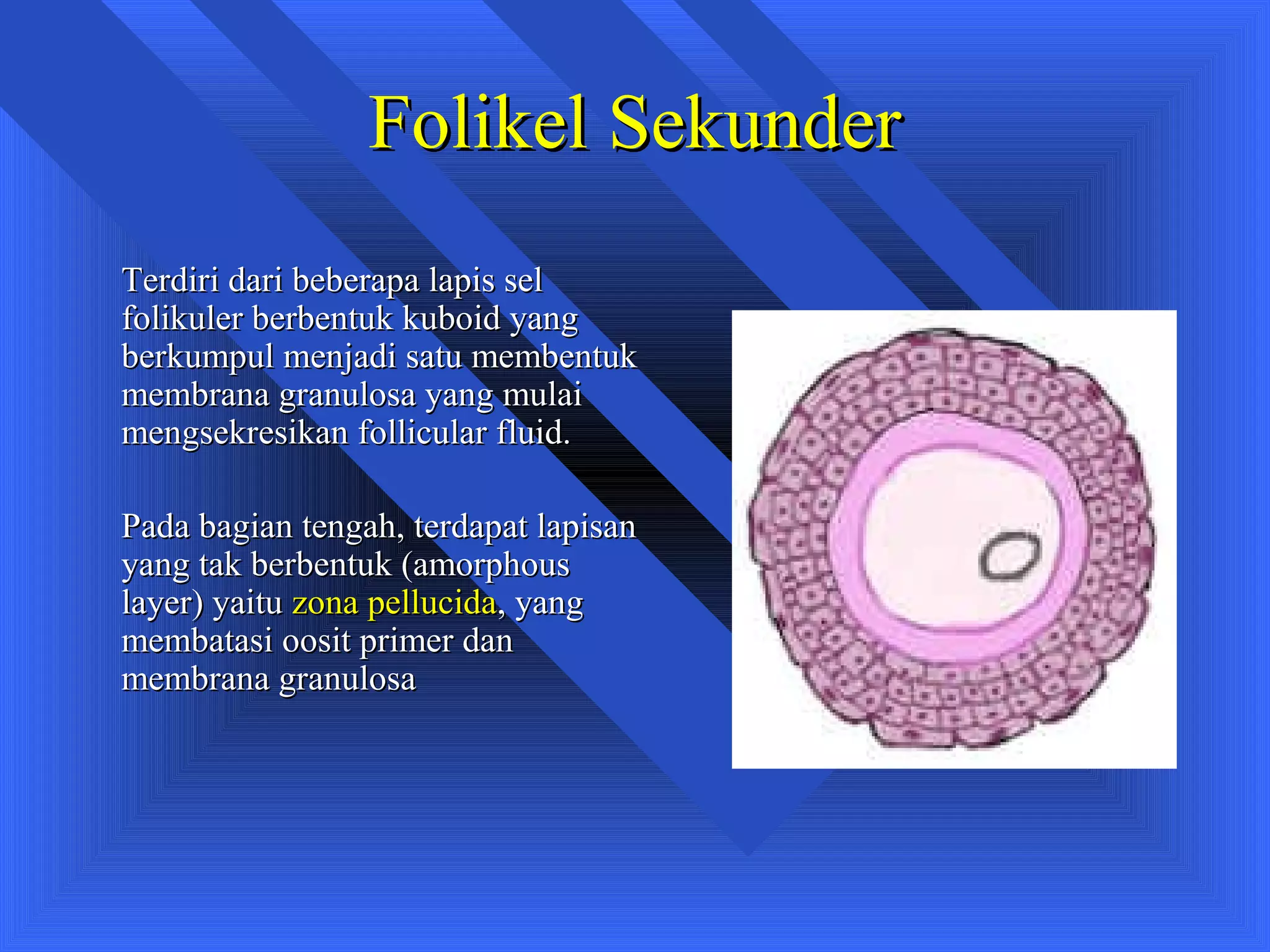 Repro betina ppt | PPT