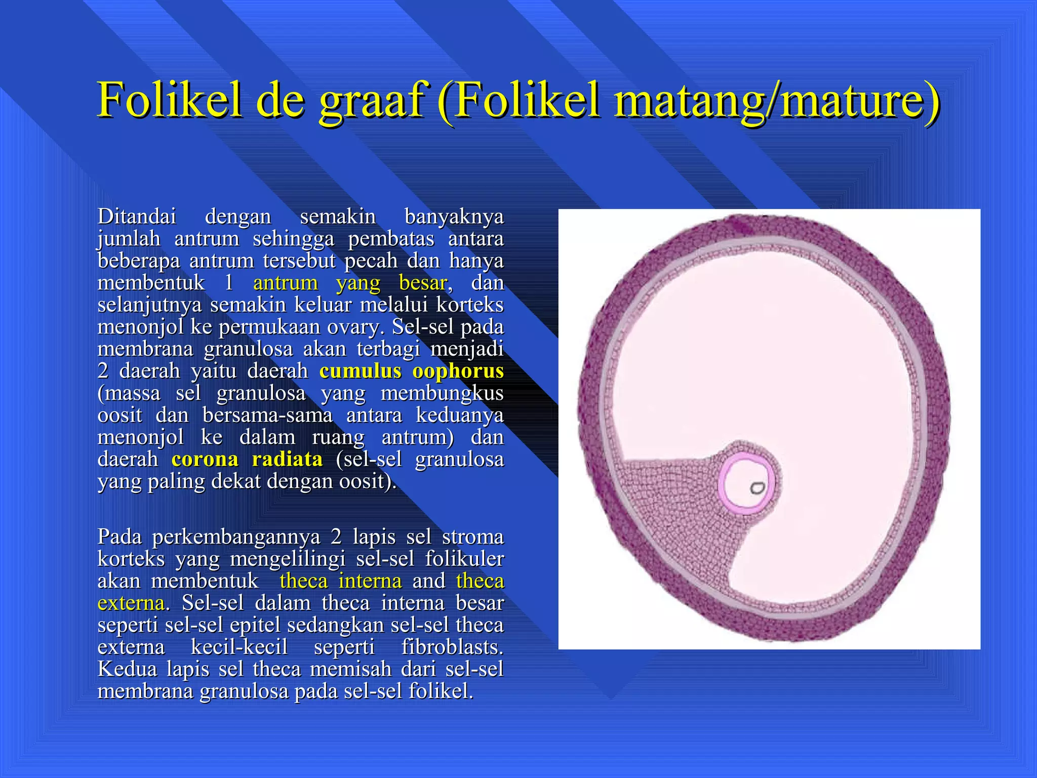 Repro betina ppt | PPT