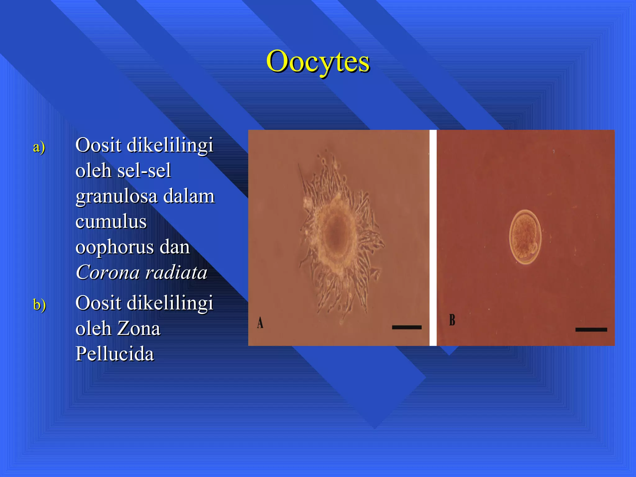 Repro betina ppt | PPT