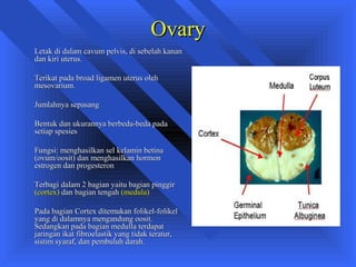 Repro betina ppt | PPT