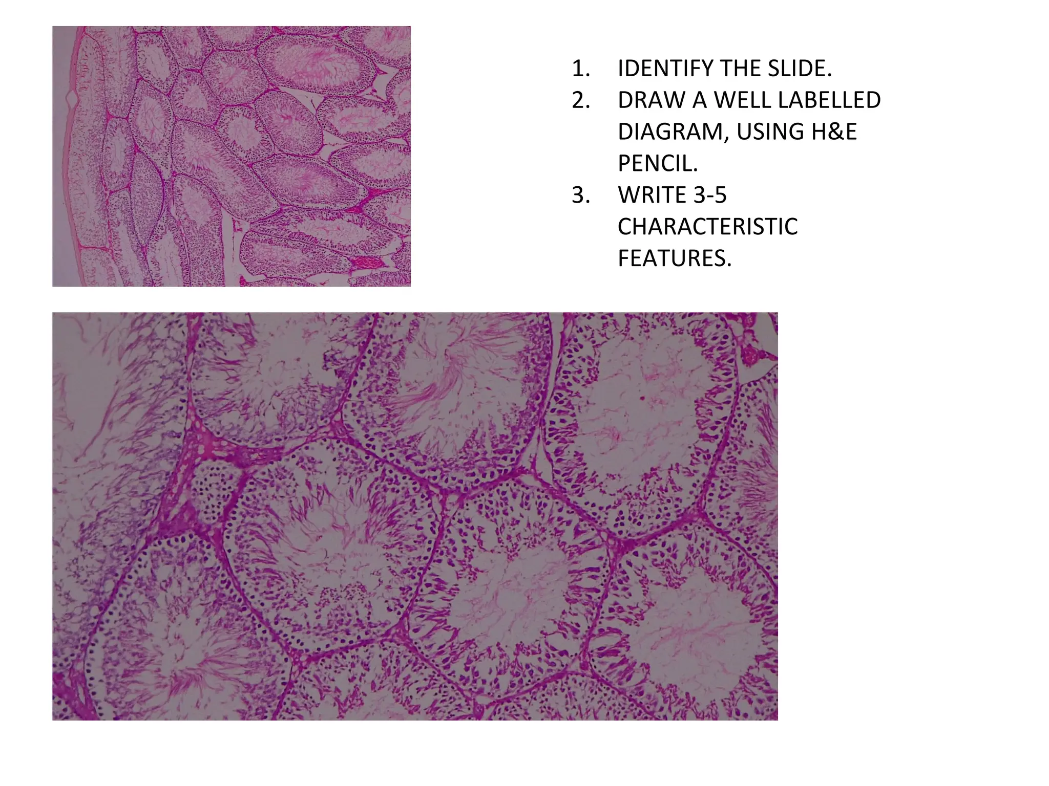 REPRO. ENDOCRIN SYSTEM histology.pptx.pdf