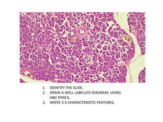REPRO. ENDOCRIN SYSTEM histology.pptx.pdf