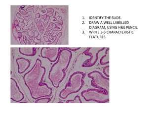 REPRO. ENDOCRIN SYSTEM histology.pptx.pdf