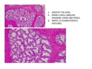 REPRO. ENDOCRIN SYSTEM histology.pptx.pdf