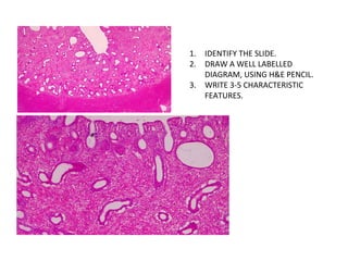 REPRO. ENDOCRIN SYSTEM histology.pptx.pdf