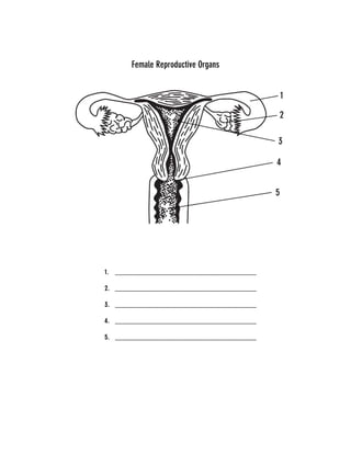 Ovaries Diagram Unlabeled