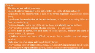 Reproctive anatomy of cattle and buffalo.pptx