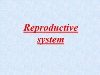 ReprodactiveSystemLecture-B.pdf