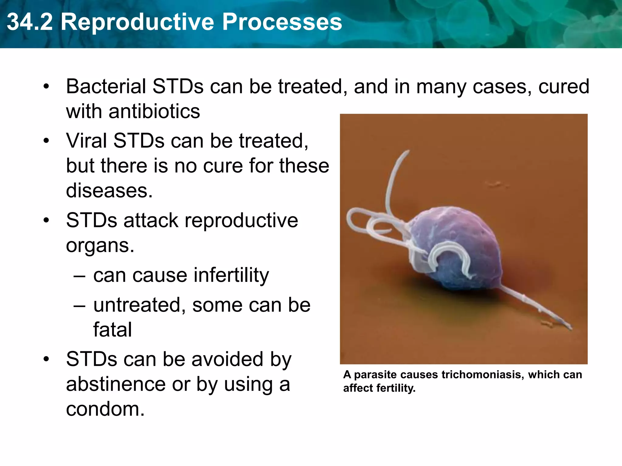 Reproductive Hormones | PPT