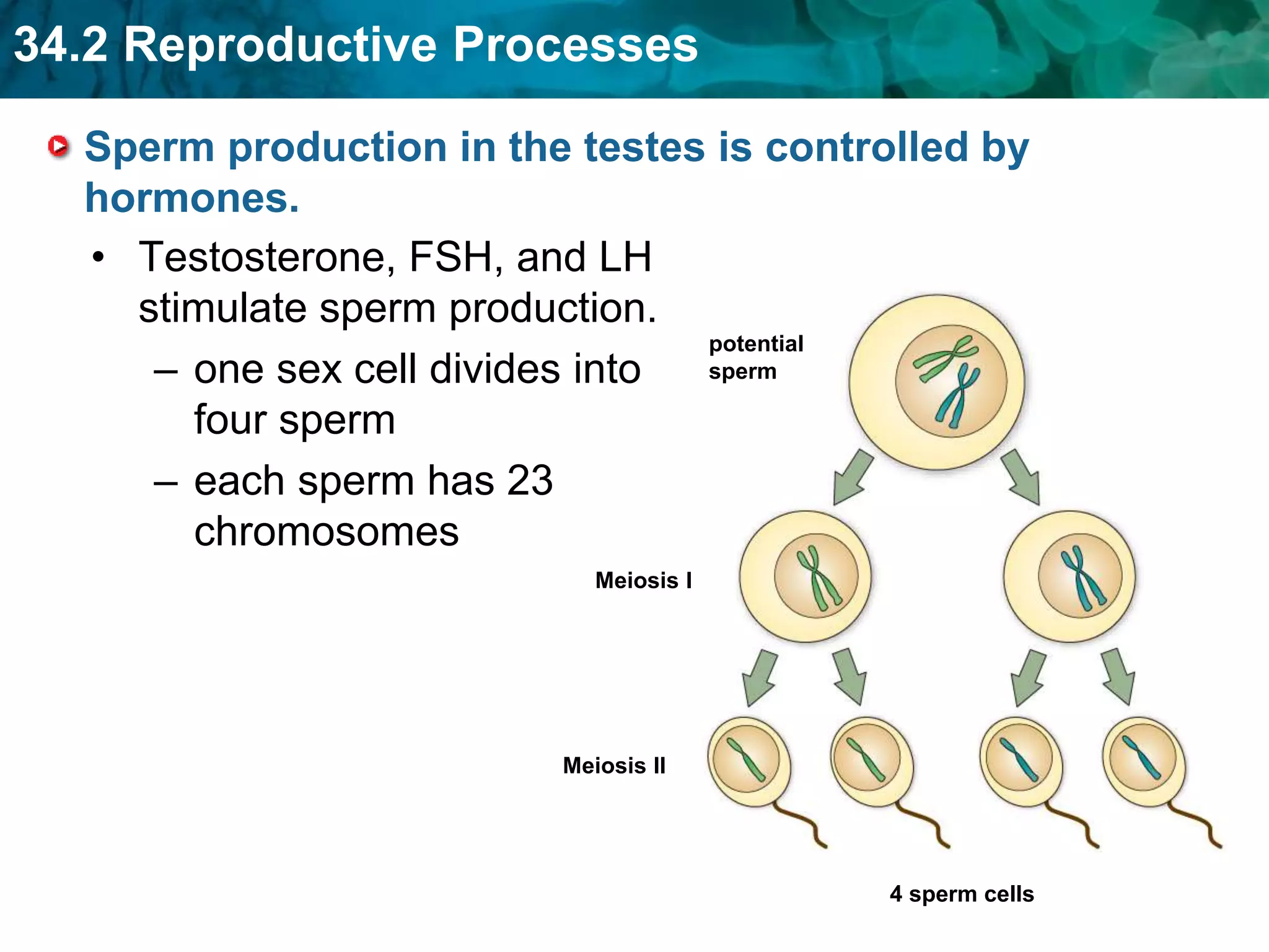 Reproductive Hormones | PPT | Infertility | Reproductive Health