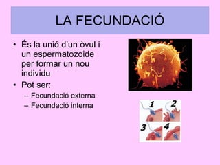 Reproducció animals p.point | PPT