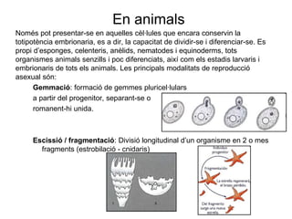 Reproducció en eucariotes pluricel·lulars | PPT
