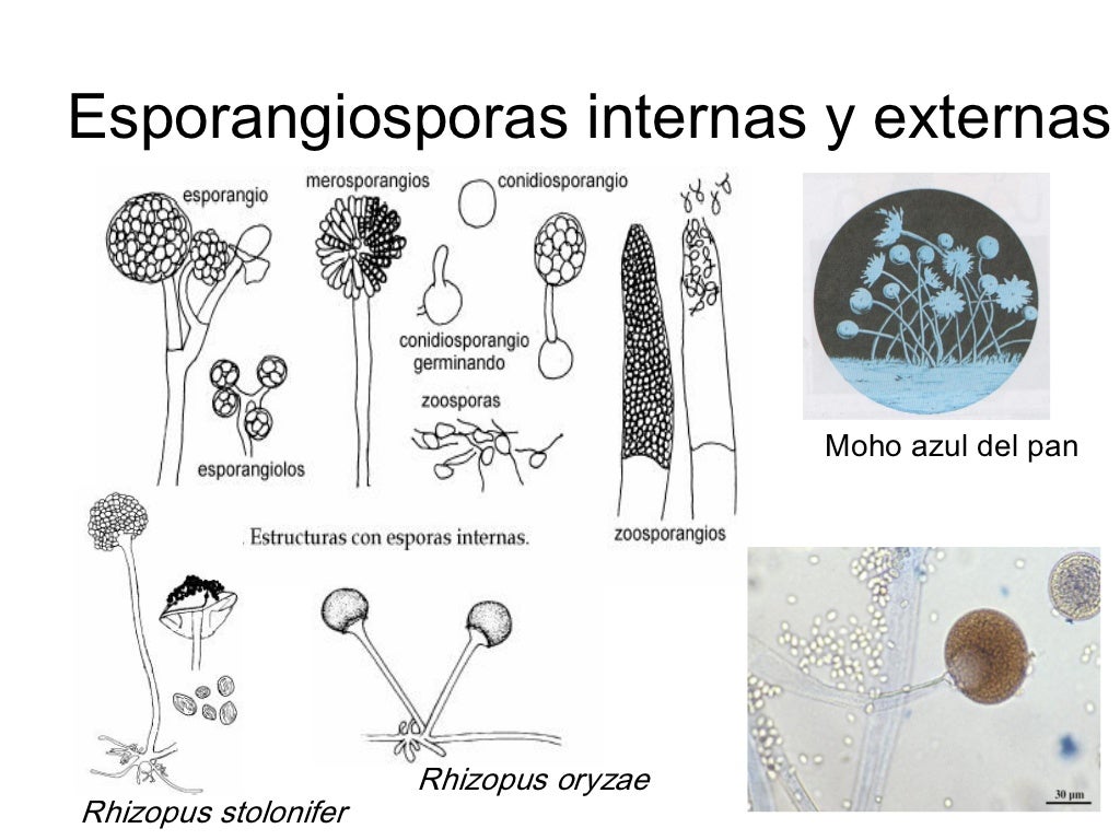 Reproducción Asexual De Los Hongos