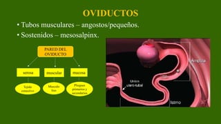 Reproducción en medicina veterinaria (Aparato reproductor) | PDF