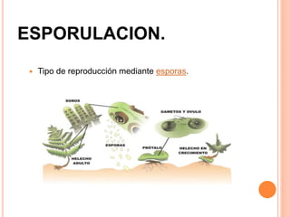 Reproducción asexual de las plantas. | PPTX