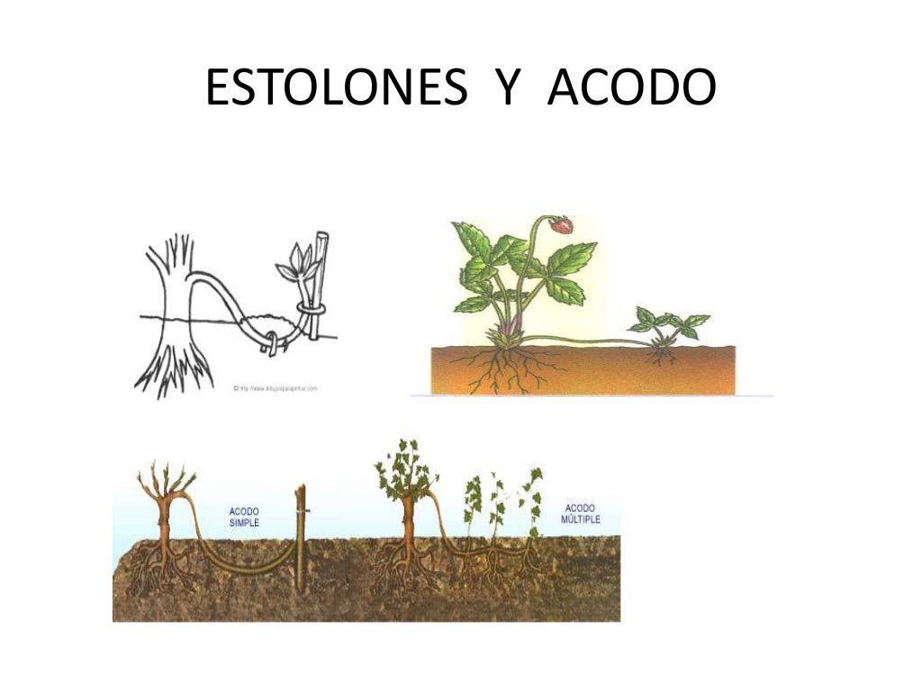 Reproducción asexual de las plantas