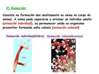 Reproducción asexual en animais e prantas | PPT