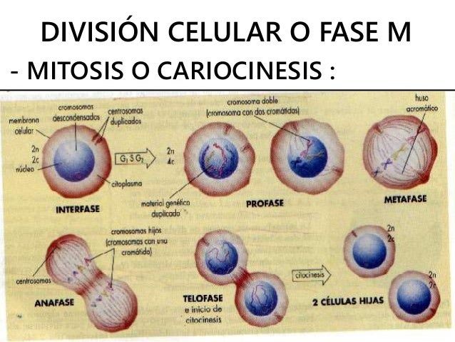 Reproducción celular