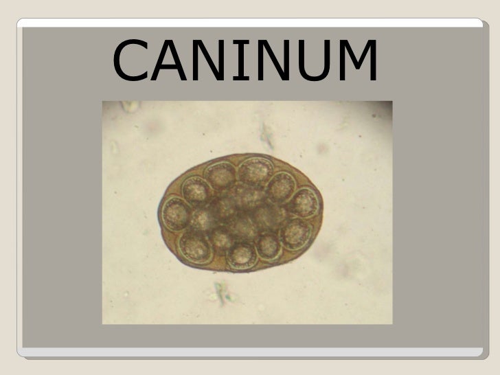 Reproducción de cestodos