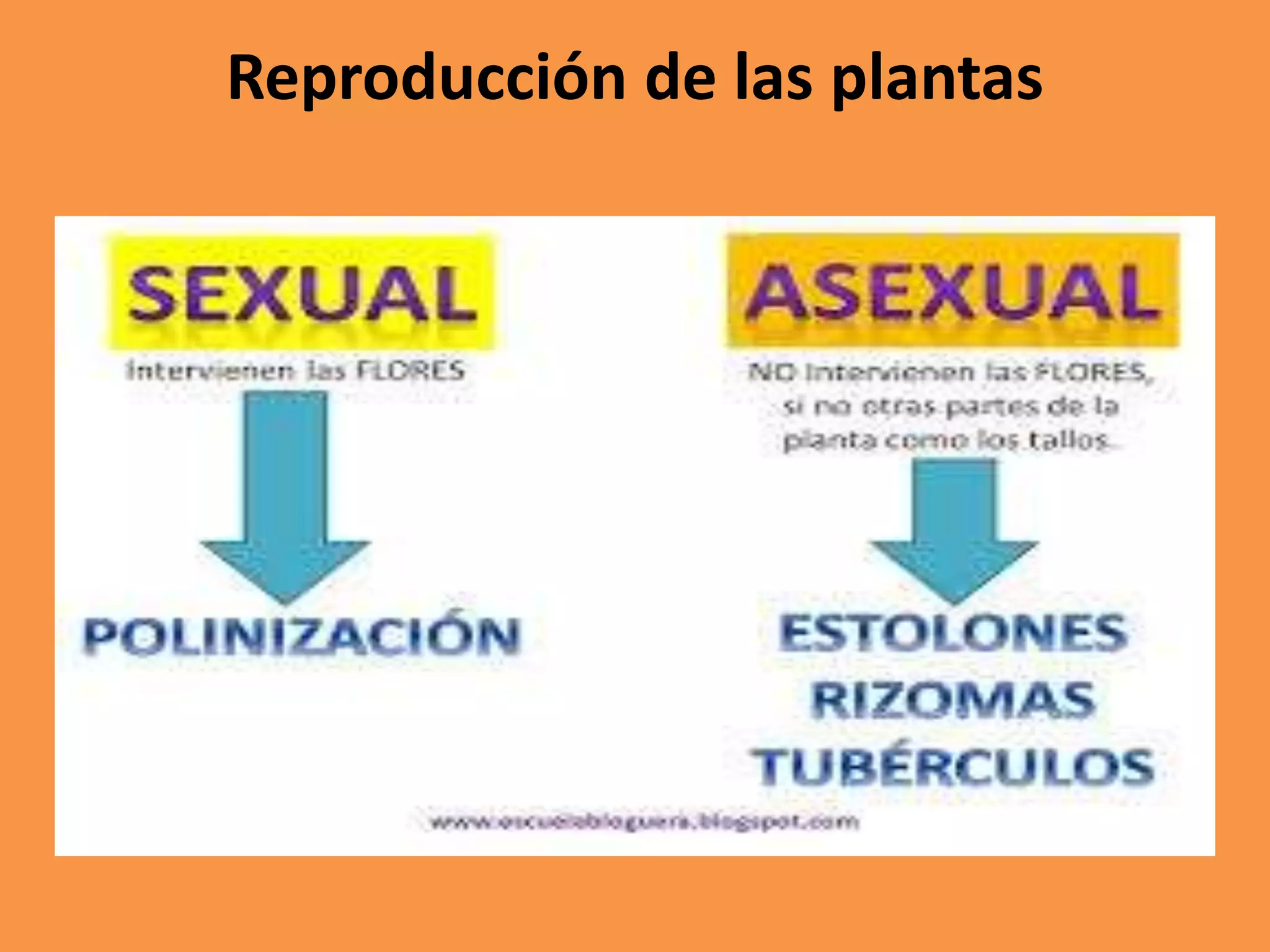 Reproducción de las plantas | PPT