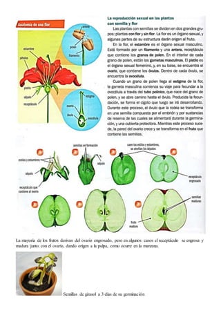 Reproducción de las plantas | DOCX