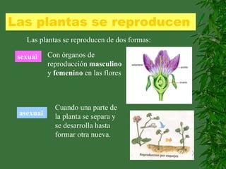 REPRODUCCIÓN DE LAS PLANTAS.ppt