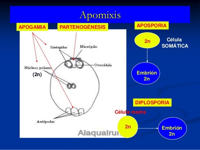 Apomixis | Plantas rioMoros