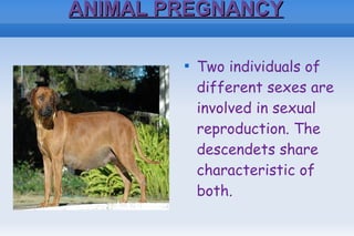 Animal reproduction | ODP
