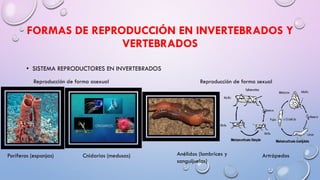 Reproducción en animales reproduccion asexual y sexual.pdf