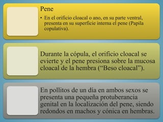 REPRODUCCIÓN EN GALLINAS | PPTX