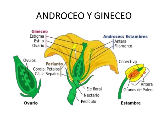 Reproducción en plantas con semilla