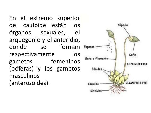 Donde Se Forman Los Gametos - Marcus Reid