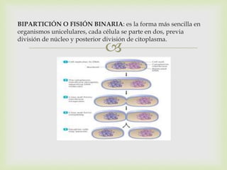 Trabajo Reproducción en seres vivos | PPTX