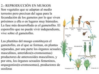 Reproducción en vegetales | PPT
