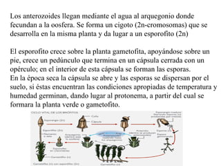 Reproducción en vegetales | PPT