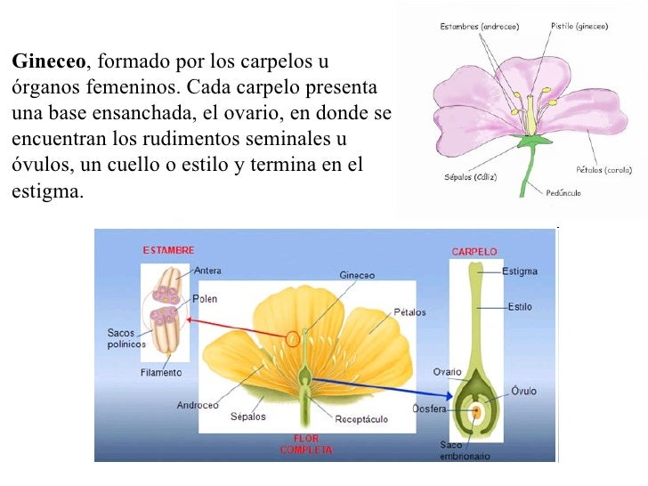 Reproducción en vegetales
