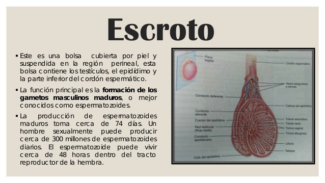 Enfermedades En El Escroto Imagen