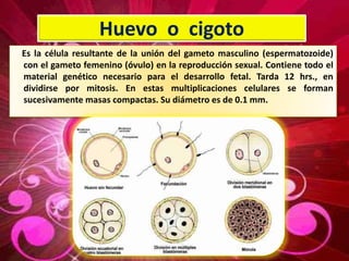 Reproducción Humana.pptx