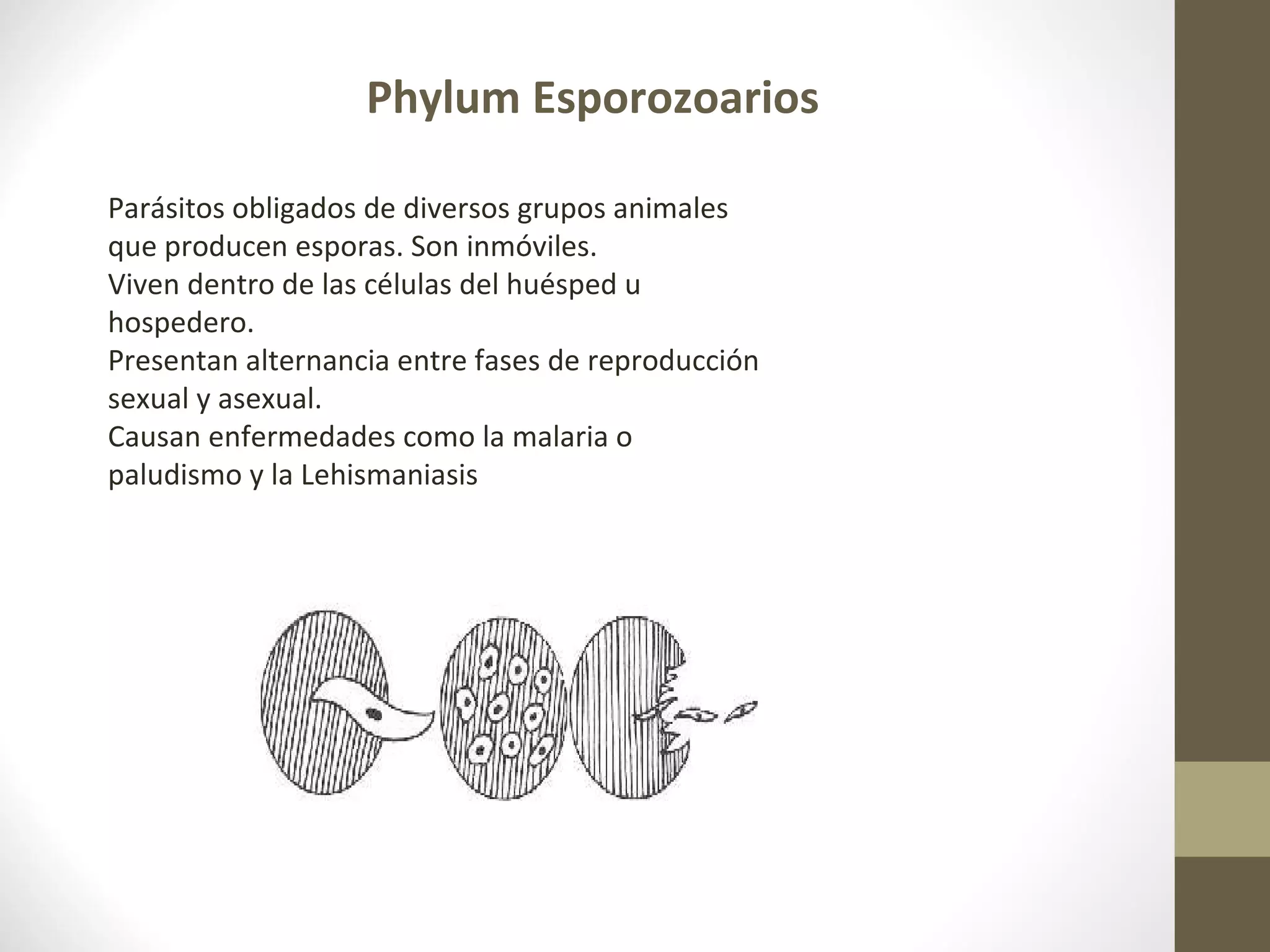 Reproducción organismos del reino protista | PPT