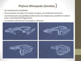 Reproducción organismos del reino protista | PPT