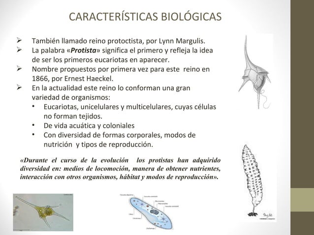 Reproducción organismos del reino protista | PPT