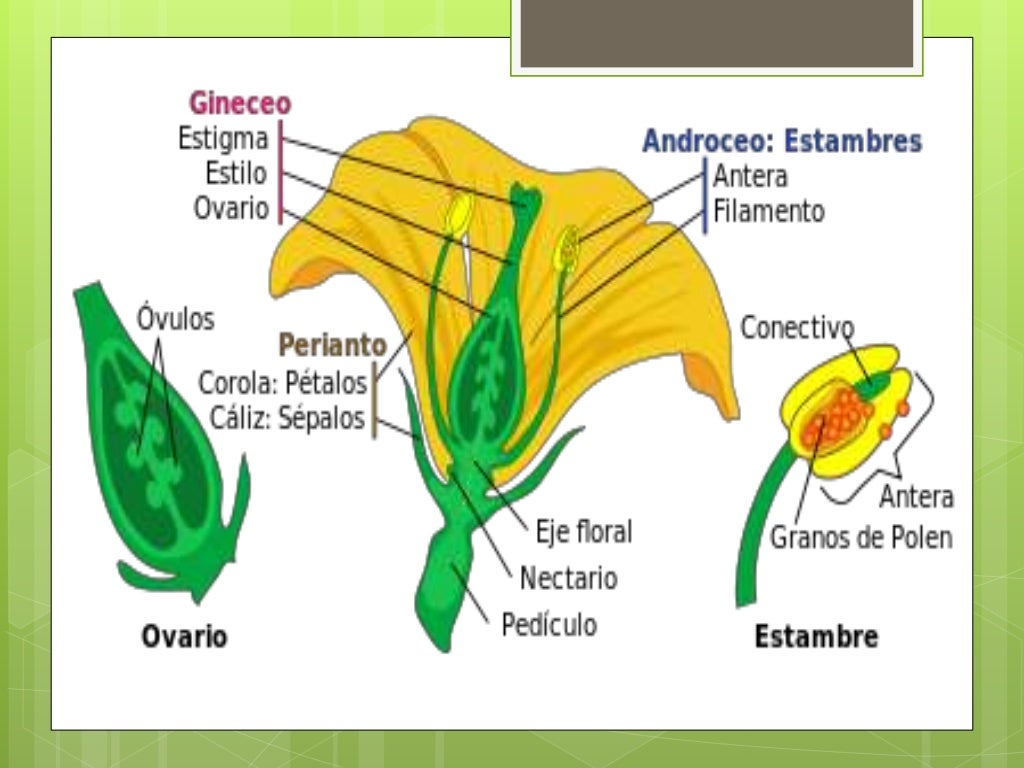Reproducción sexual y asexual en plantas