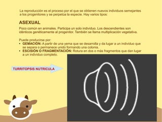 Reproduccion en los animales | ODP